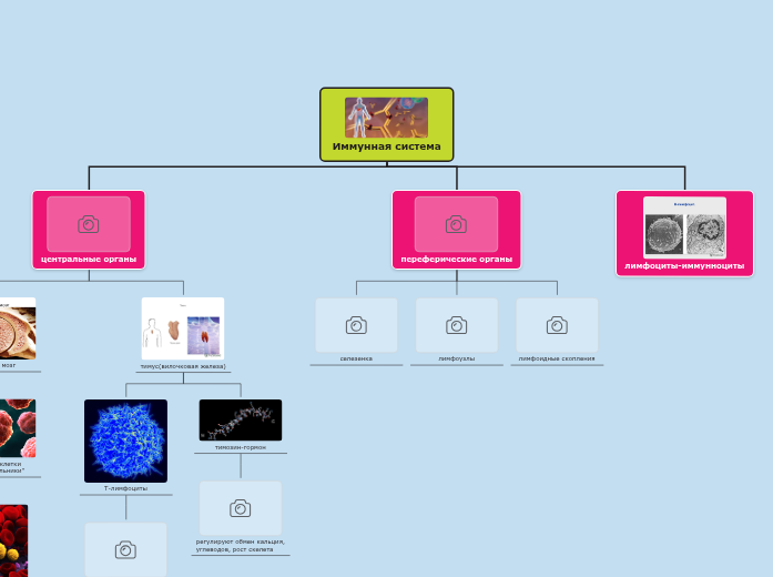 Иммунная система - Mind Map