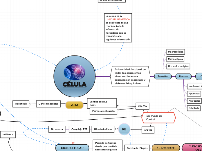 Carcinogénesis y Fisiopatología del Cáncer - Mind Map