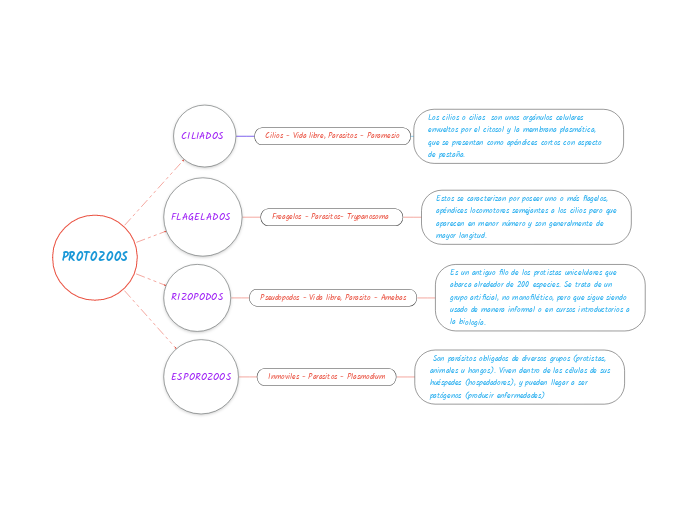 PROTOZOOS - Mind Map