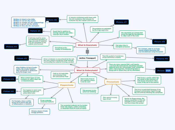 Active Transport - Mind Map