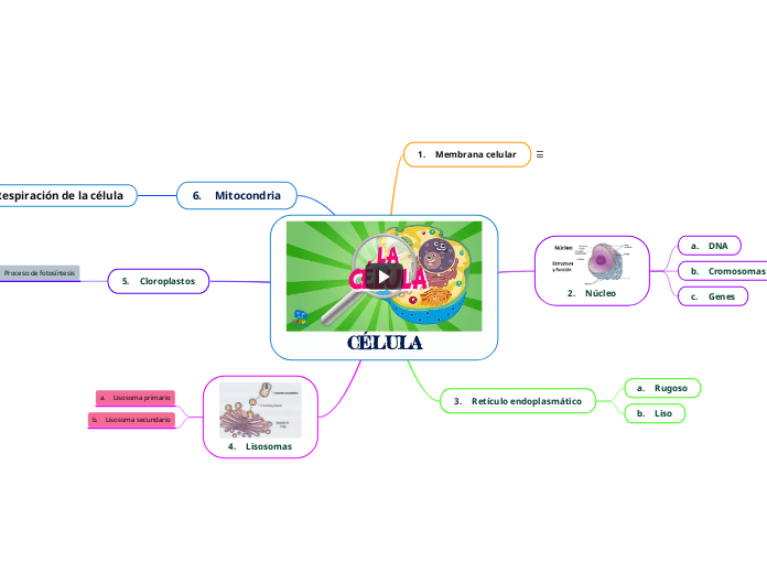 FLOR FRANCISCO PRINCIPE - Mind Map