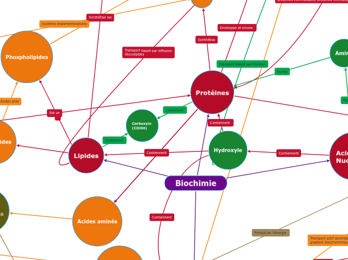 Biochimie - Mind Map