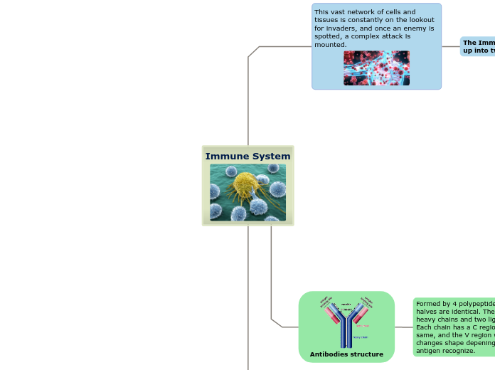 Immune System - Mind Map