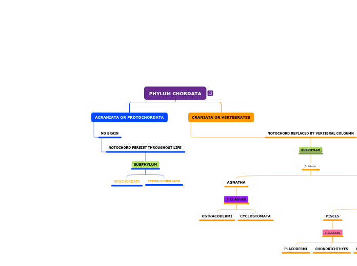 PHYLUM CHORDATA - Mind Map