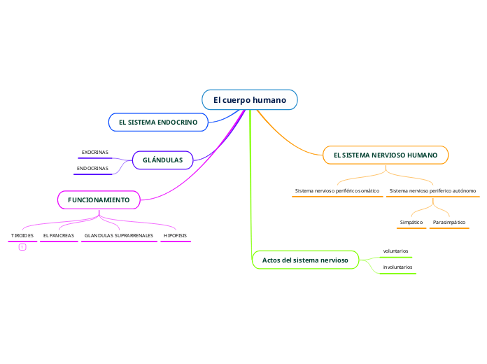 El cuerpo humano - Mind Map