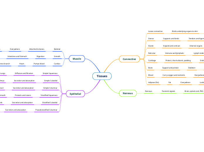 Tissues - Mind Map