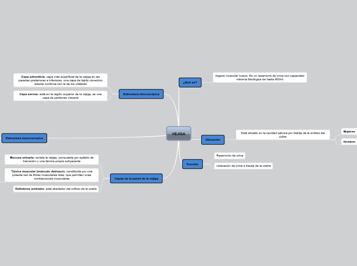 VEJIGA - Mind Map