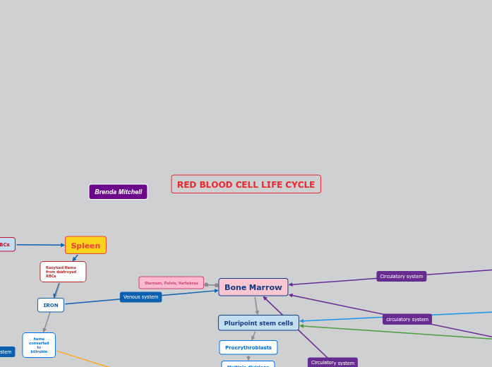 RED BLOOD CELL LIFE CYCLE - Mind Map
