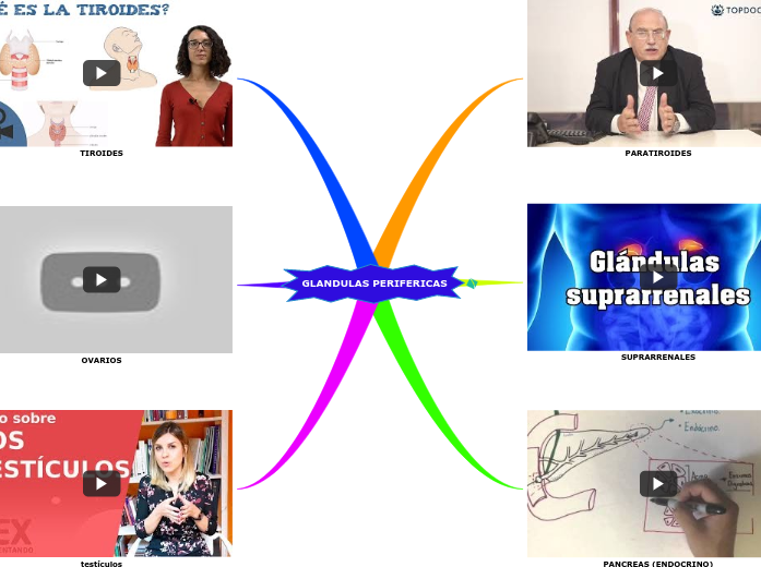 GLANDULAS PERIFERICAS - Mind Map