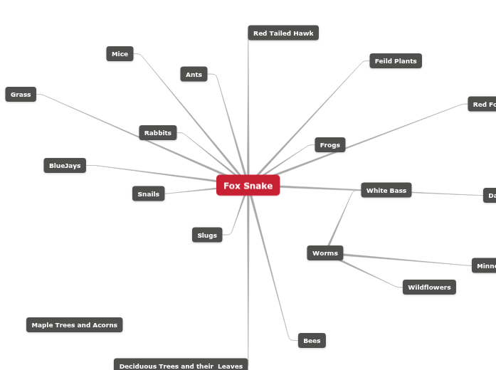 Deciduous Forest Biome Food Web - Mind Map
