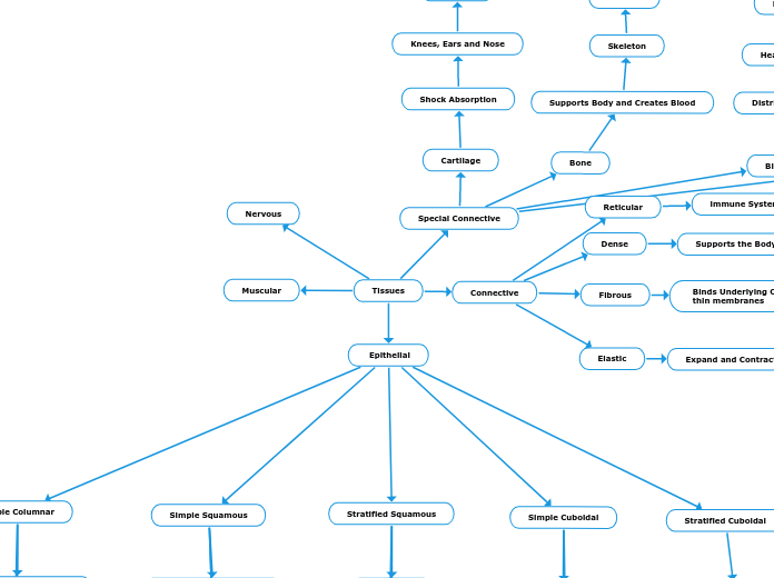 Tissues Numba 2 - Mind Map