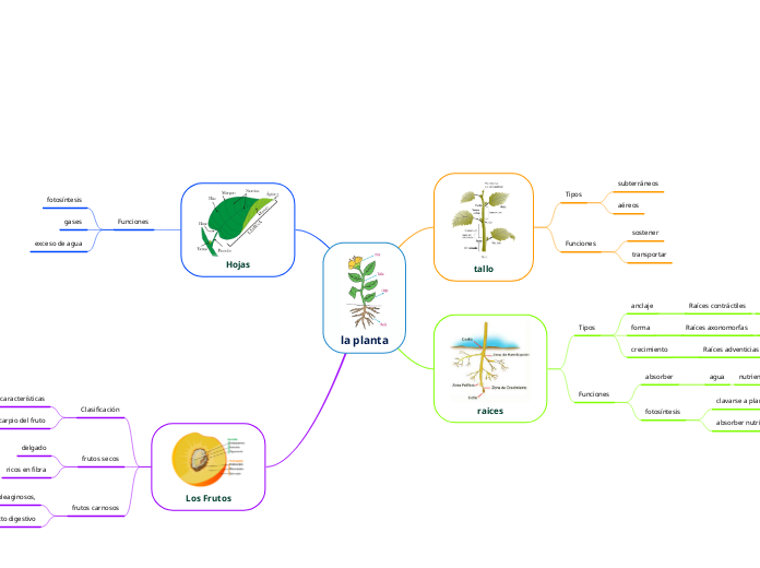 la planta - Mind Map