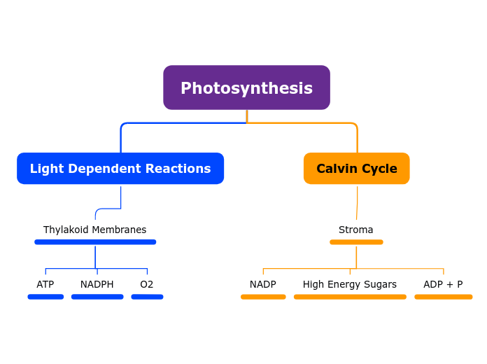 Photosynthesis - Mind Map