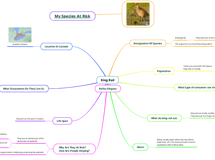 King Rail - Mind Map