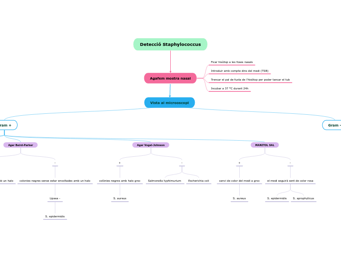 Detecció Staphylococcus - Mind Map