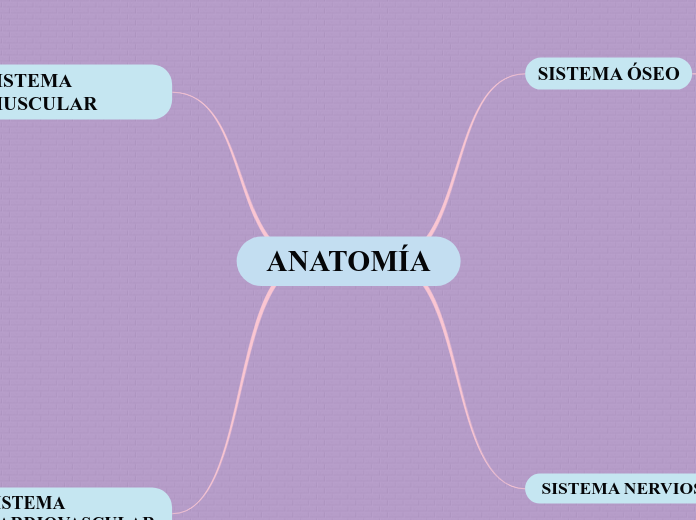 ANATOMÍA - Mind Map