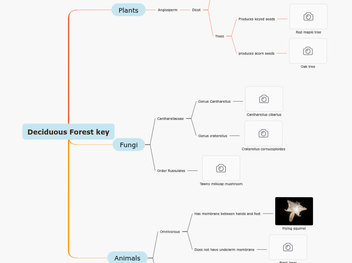 Deciduous Forest key - Mind Map