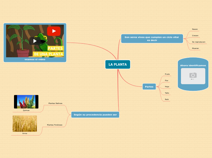 LA PLANTA - Mind Map