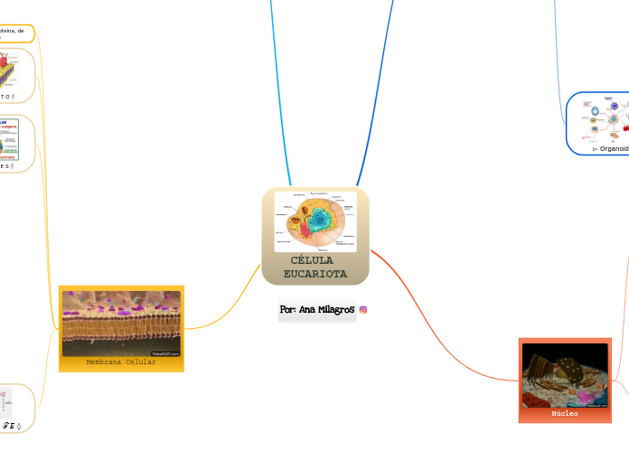 CÉLULA EUCARIOTA - Mind Map