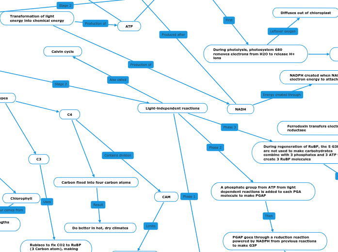 Photosynthesis - Mind Map