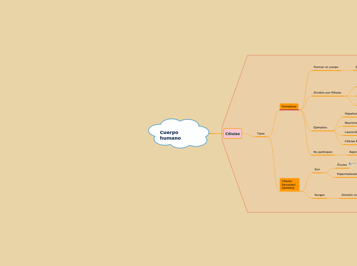 Cuerpo humano - Mind Map