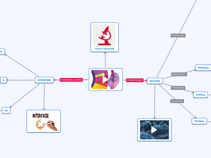 CICLO CELULAR - Mind Map