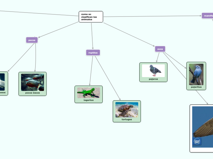 como se clasifican los animales - Mind Map