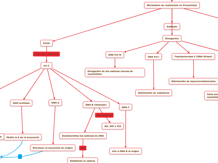Replicación del DNA - Mind Map