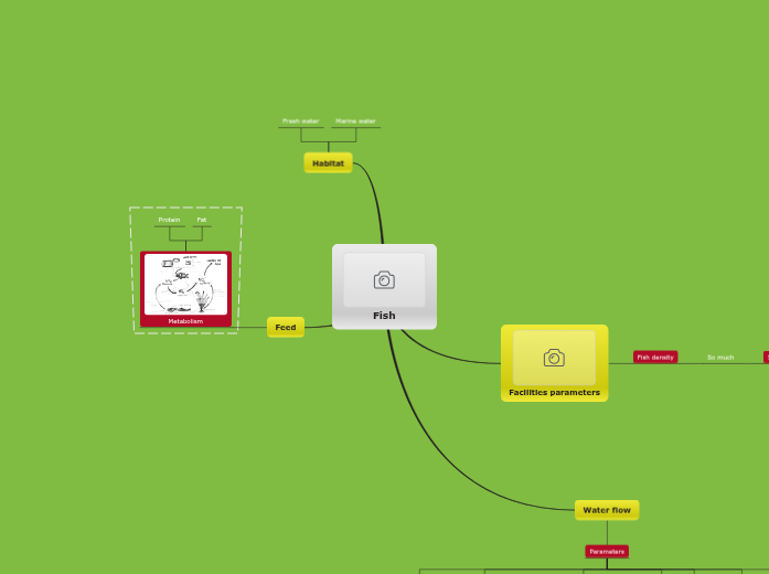 New Map - Mind Map