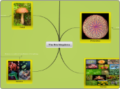 The five kingdoms - Mind Map