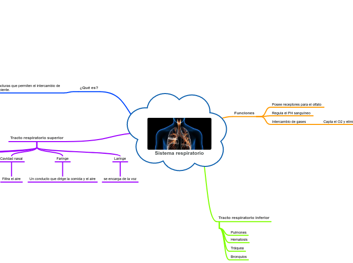 Sistema respiratorio - Mind Map