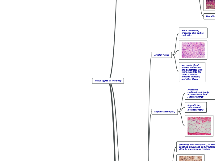 Tissue Types In The Body - Mind Map
