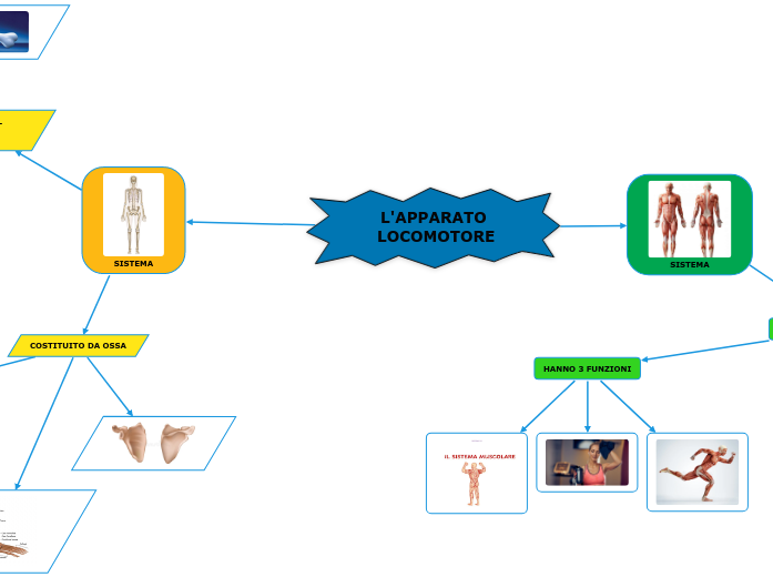 L'APPARATO LOCOMOTORE - Mind Map