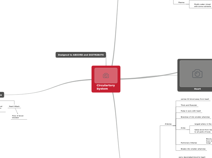 Circular System - Mind Map