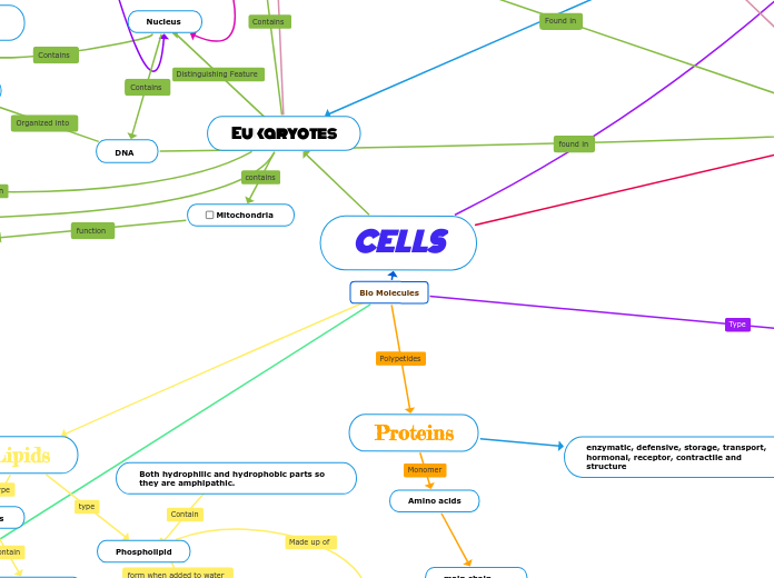 Bio Molecules - Mind Map