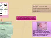 gram negative bacteria - Mind Map