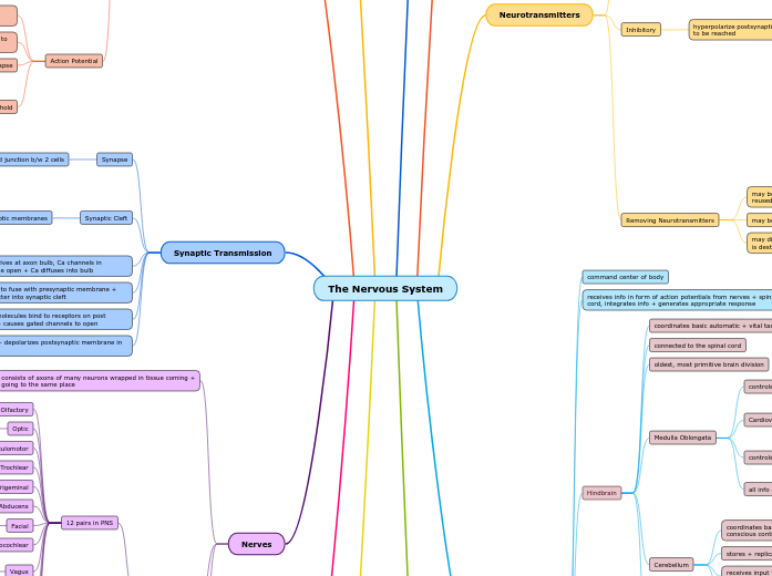 The Nervous System - Mind Map