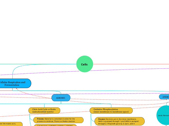 Cells - Mind Map