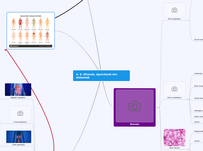 4. 5. Ehunak, Aparatuak eta Sistemak - Mind Map