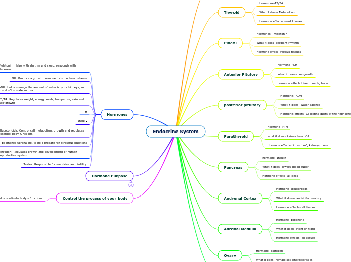 Endocrine System - Mind Map