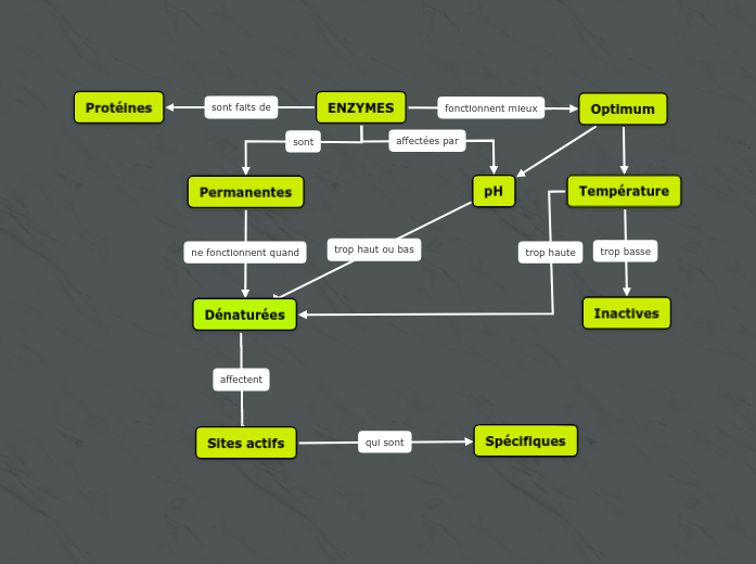 ENZYMES - Mind Map