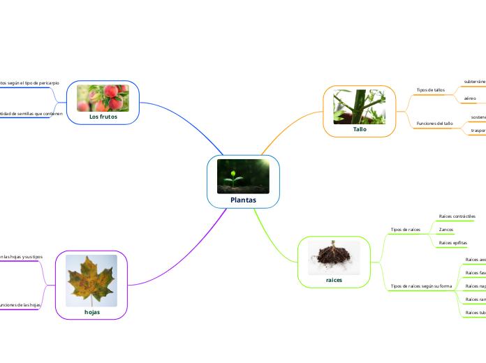Plantas - Mind Map