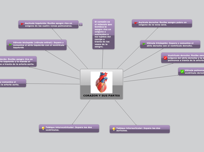 mapa mental el corazon - Mind Map