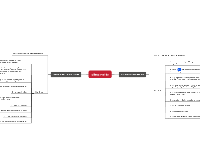 Slime Molds - Mind Map