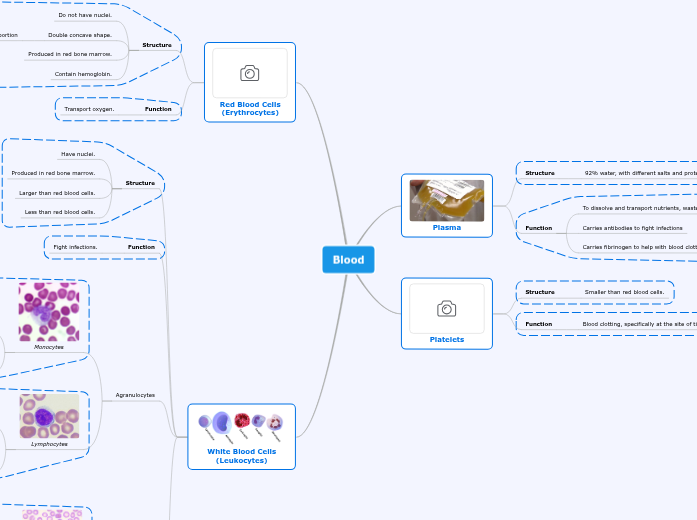 Blood - Mind Map