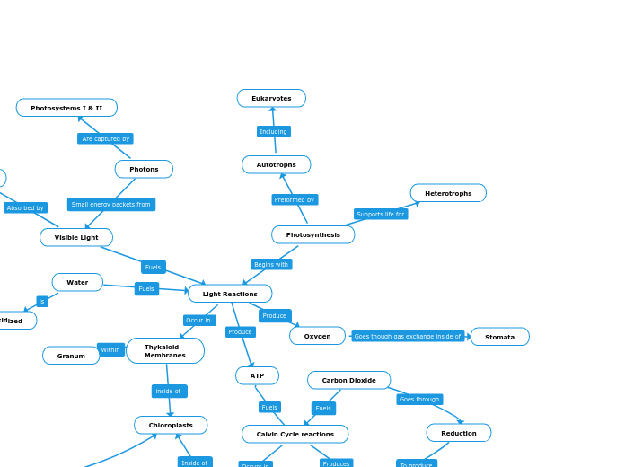 Photosynthesis - Mind Map