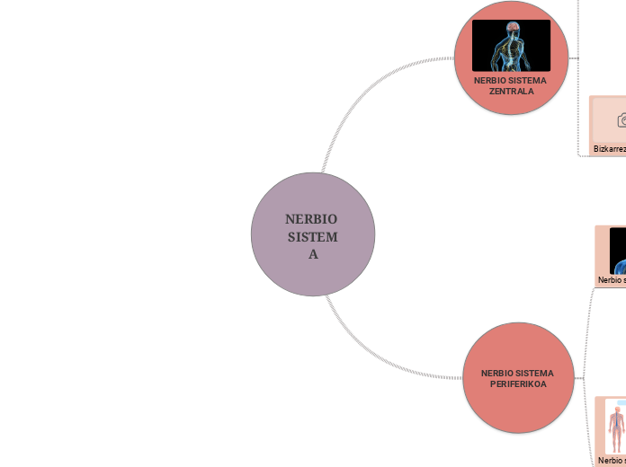 NERBIO SISTEMA - Mind Map