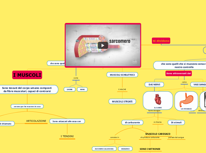 I MUSCOLI - Mind Map