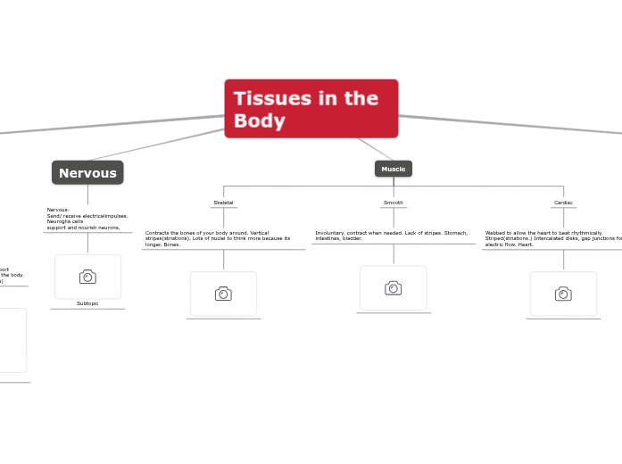 Tissues in the Body - Mind Map
