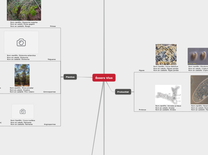 Éssers Vius - Mind Map